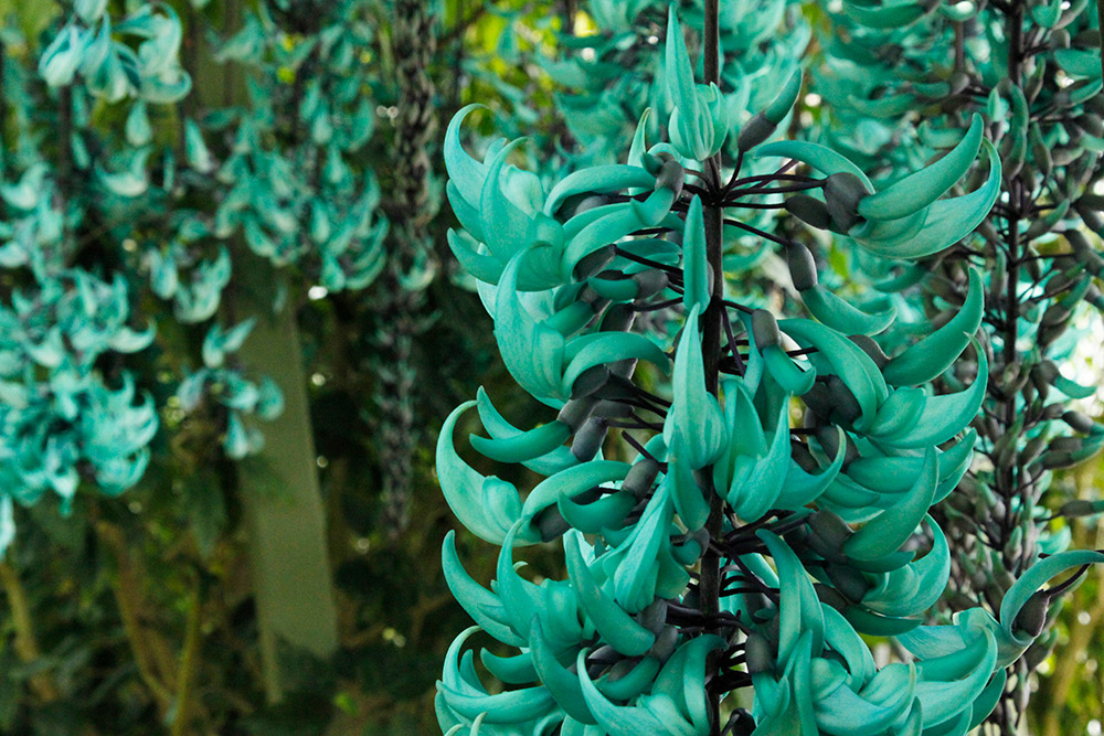 Shimizu Park Flower Fantasia: A Floral Haven That Brings a Sense of ...