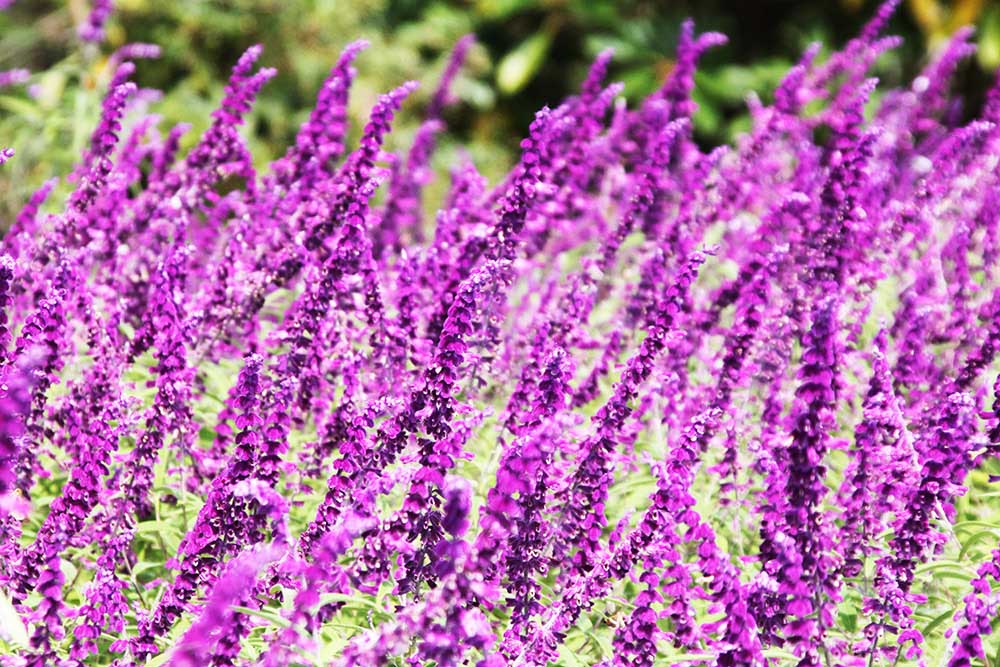Shimizu Park Flower Fantasia: A Floral Haven That Brings a Sense of ...