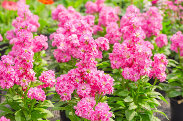 2-pink-hoary-stock | GardenStory (ガーデンストーリー)