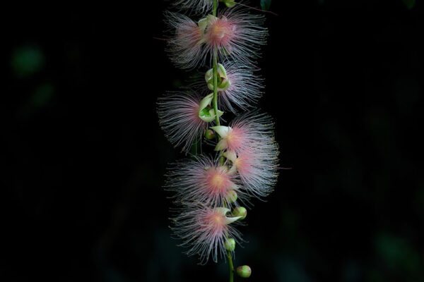 Barringtonia,Racemosa,Or,Sagaribana,Or,Common,Putat,Or,Powder-puff,Tree ...
