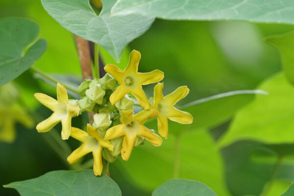 Telosma,Cordata,,Chinese,Violet,sabidokung,,Cowslip,Creeper,,Pakalana ...
