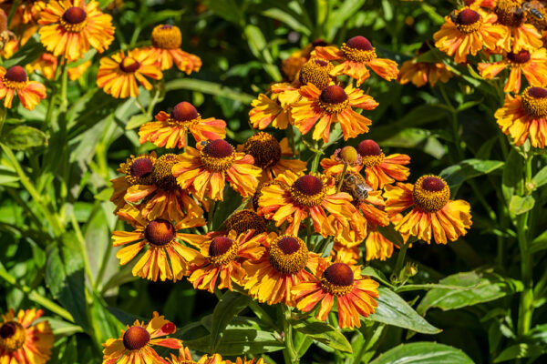 Helenium,Autumnale,’western,Mixture’,A,Yellow,Red,Herbaceous,Summer ...