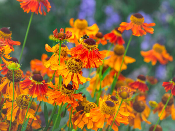 A,Group,Of,Colorful,Flowers,Of,Common,Sneezeweed,,Helenium,Autumnale ...